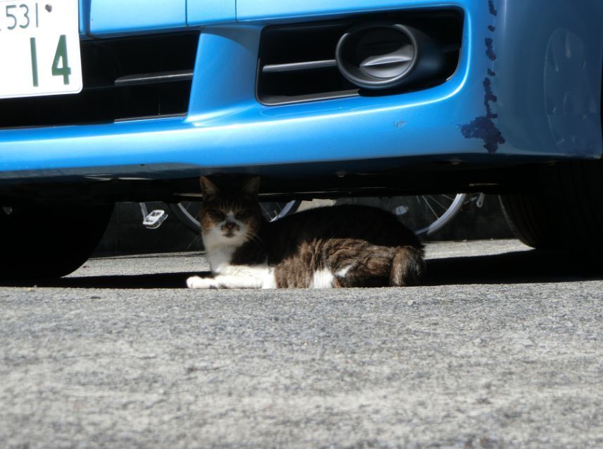 にゃんこ発見 2021-10-20: そこそこ写真/ときどき動画