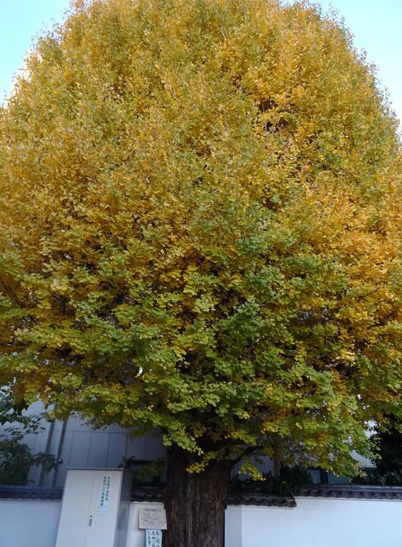 何しろ大きいイチョウの木: そこそこ写真/ときどき動画